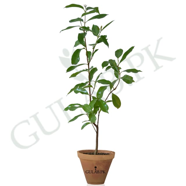 Olive Tree | Fruit Tree in Pakistan | Gulab.pk